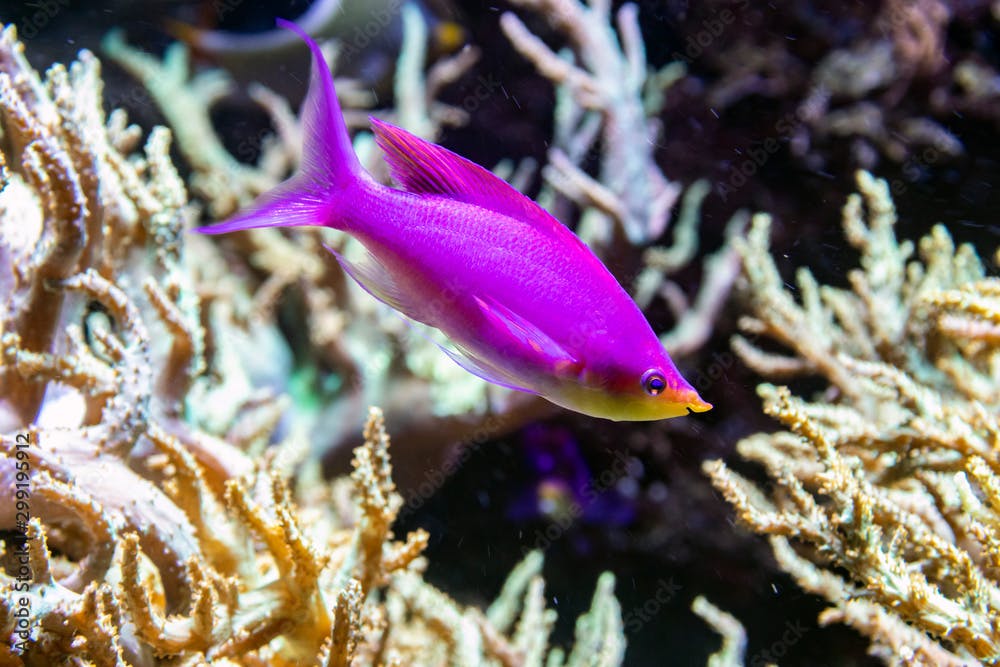 Purple Queen Anthias · Pseudanthias tuka · Reeflings Library
