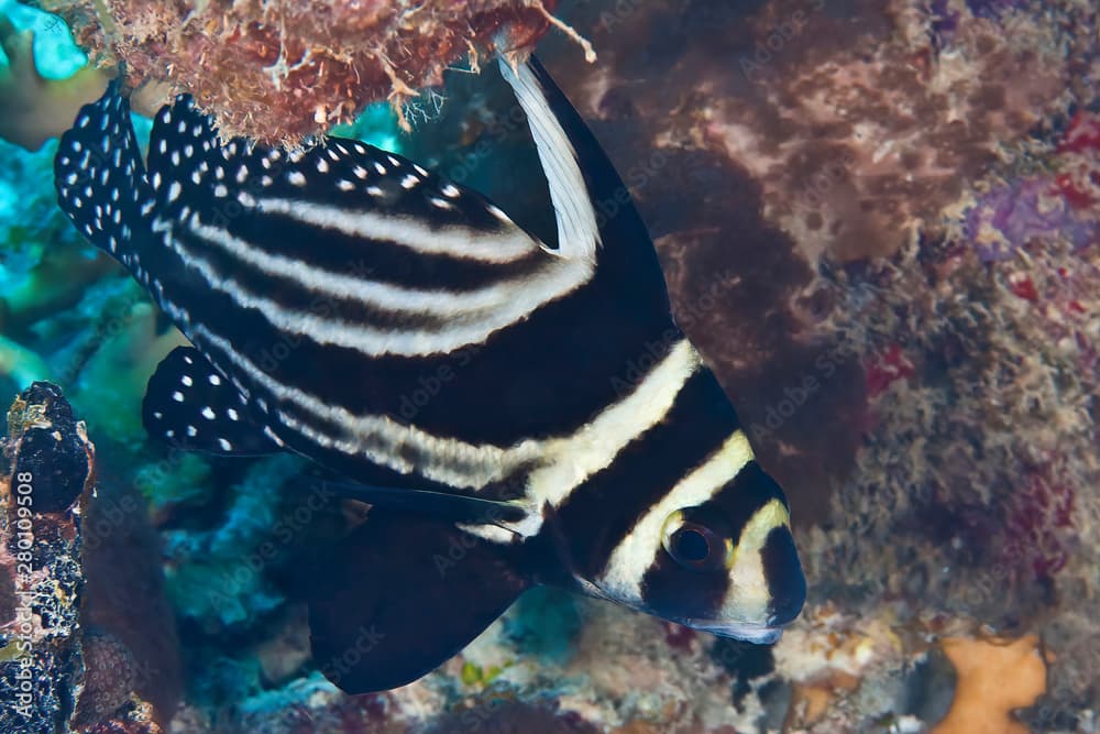 spotted drum · Equetus punctatus · Reeflings Library