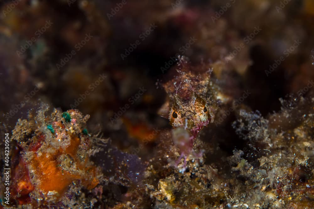 Ornate pipefish · Halicampus macrorhynchus · Reeflings Library