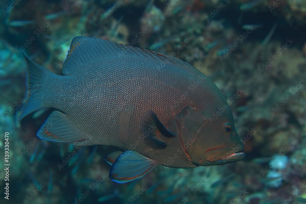 Red-flushed rock-cod · Aethaloperca rogaa · Reeflings Library