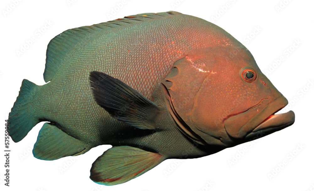 Red-flushed rock-cod · Aethaloperca rogaa · Reeflings Library