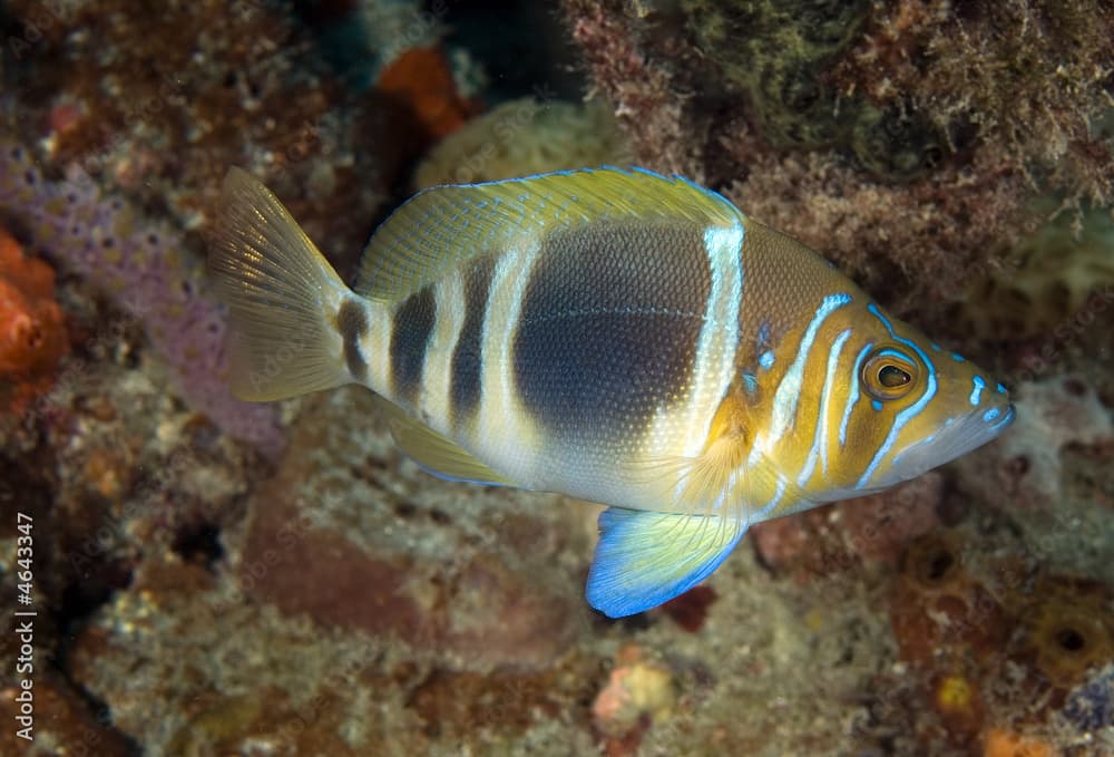 Barred hamlet · Hypoplectrus puella · Reeflings Library
