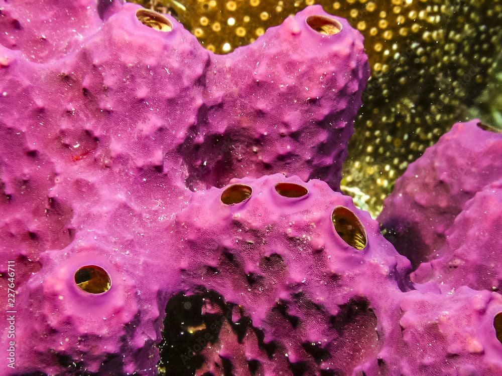 Branching tube sponge · Aiolochroia crassa · Reeflings Library