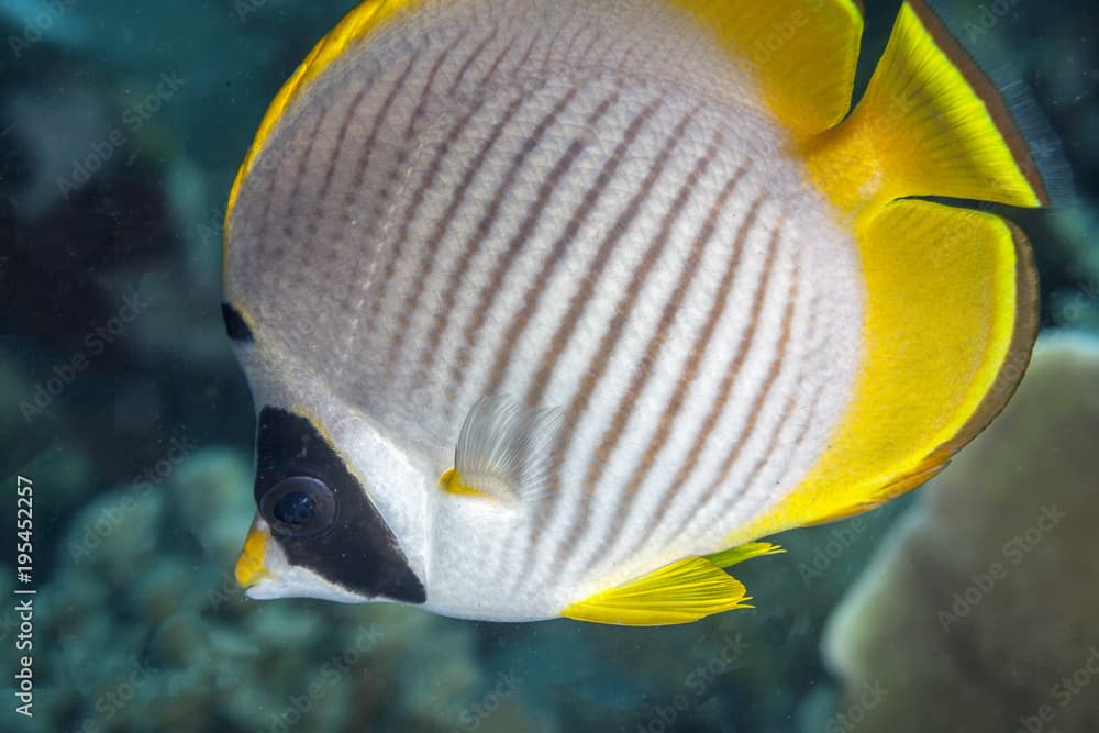 Philippine butterflyfish · Chaetodon adiergastos · Reeflings Library