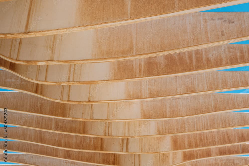 Yellow tilefish · Hoplolatilus luteus · Reeflings Library