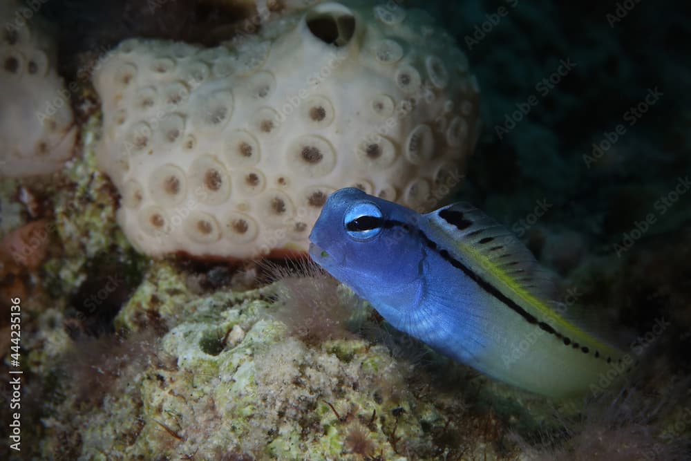 Red Sea mimic blenny · Ecsenius gravieri · Reeflings Library