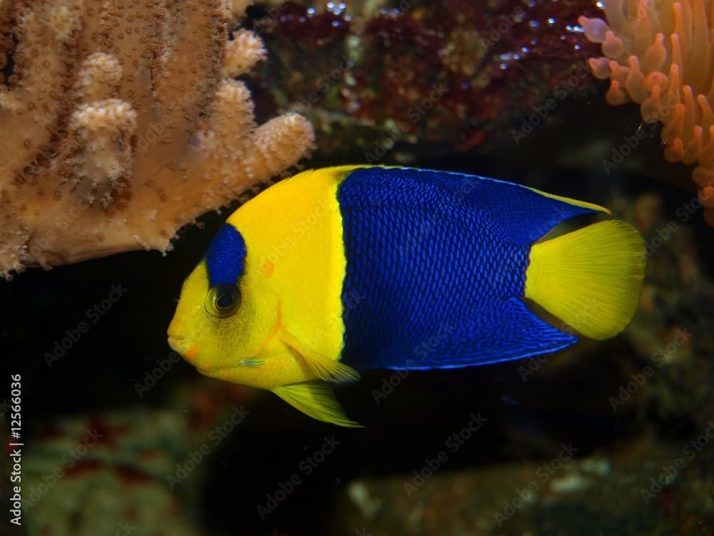 Japanese pygmy angelfish · Centropyge loriculus · Reeflings Library