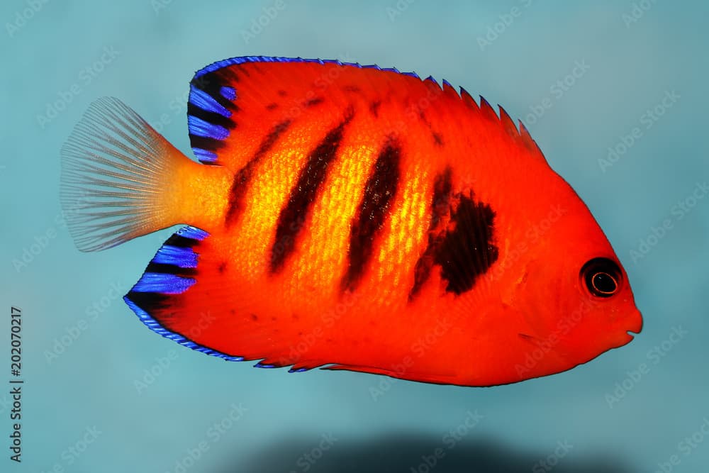 Japanese pygmy angelfish · Centropyge loriculus · Reeflings Library