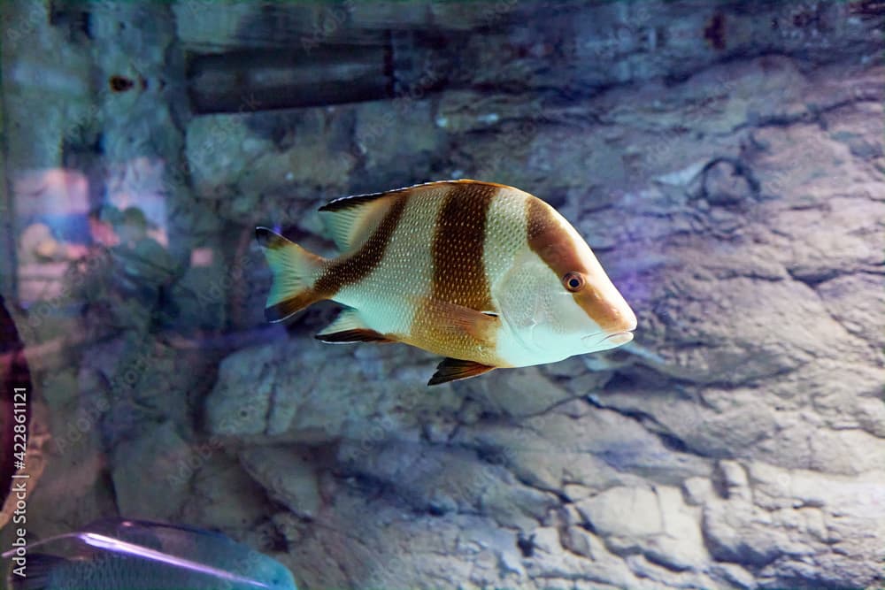 Emperor red snapper · Lutjanus sebae · Reeflings Library