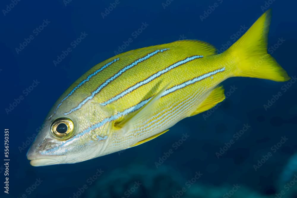 Bluestripe snapper · Lutjanus kasmira · Reeflings Library