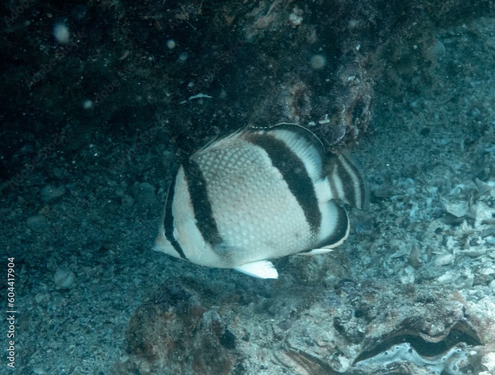 Threebanded butterflyfish · Chaetodon humeralis · Reeflings Library