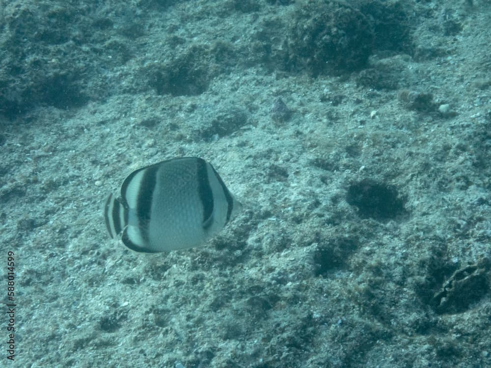 Threebanded butterflyfish · Chaetodon humeralis · Reeflings Library