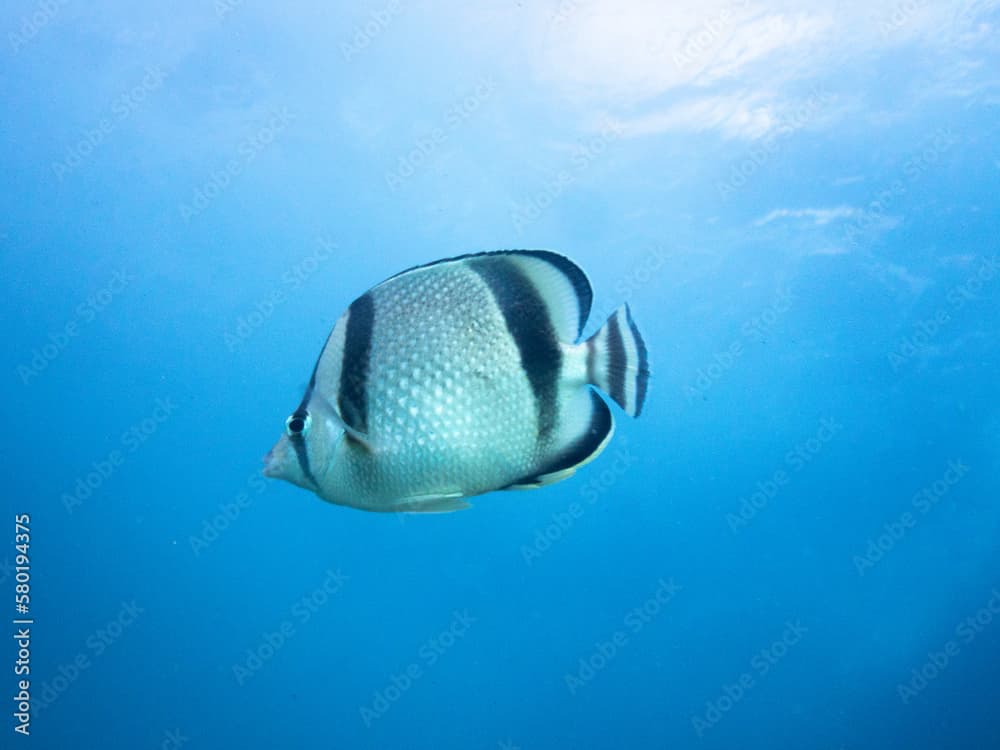 Threebanded butterflyfish · Chaetodon humeralis · Reeflings Library