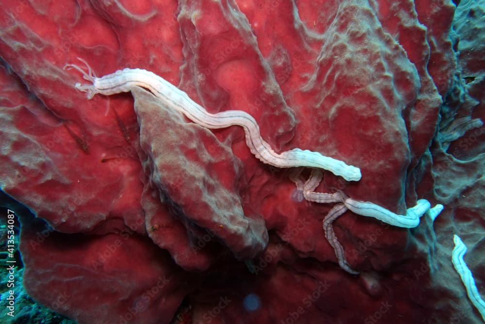 Lampert's Sea Cucumber · Synaptula lamperti · Reeflings Library