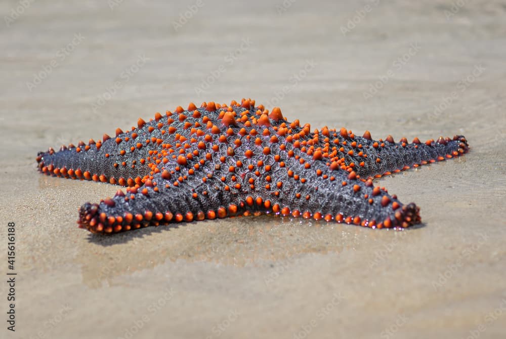 Knobby Sea Star · Pentaceraster mammillatus · Reeflings Library