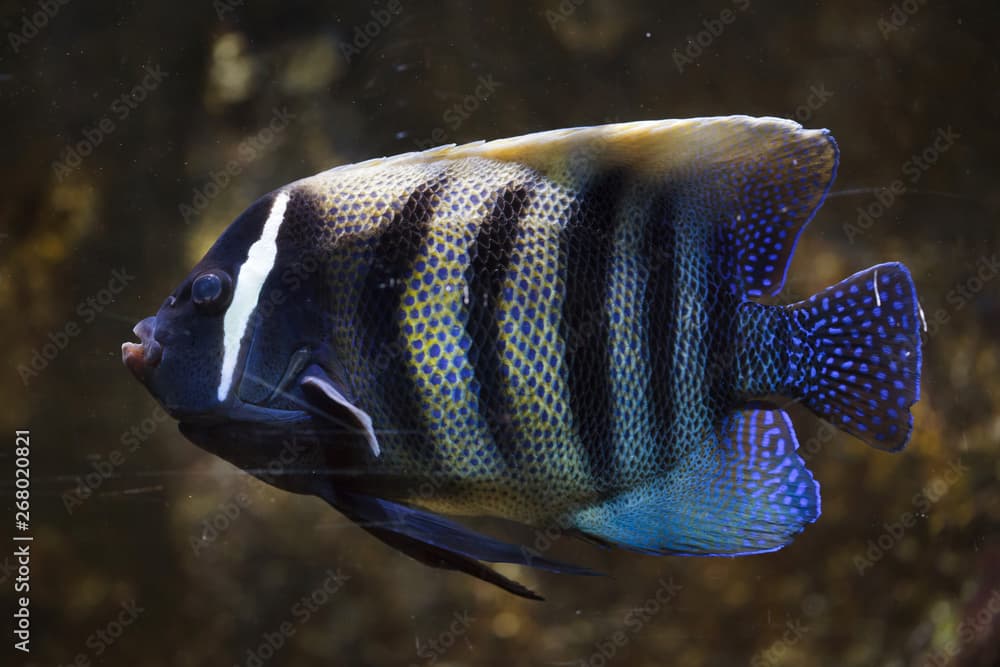 Six-banded angelfish · Pomacanthus sexstriatus · Reeflings Library