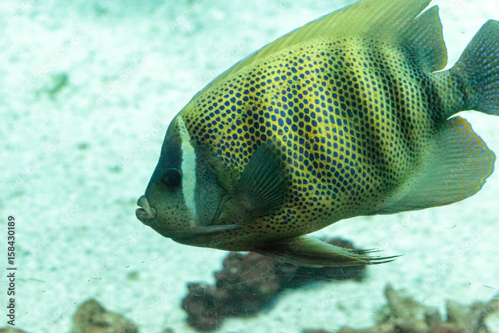Six-banded angelfish · Pomacanthus sexstriatus · Reeflings Library