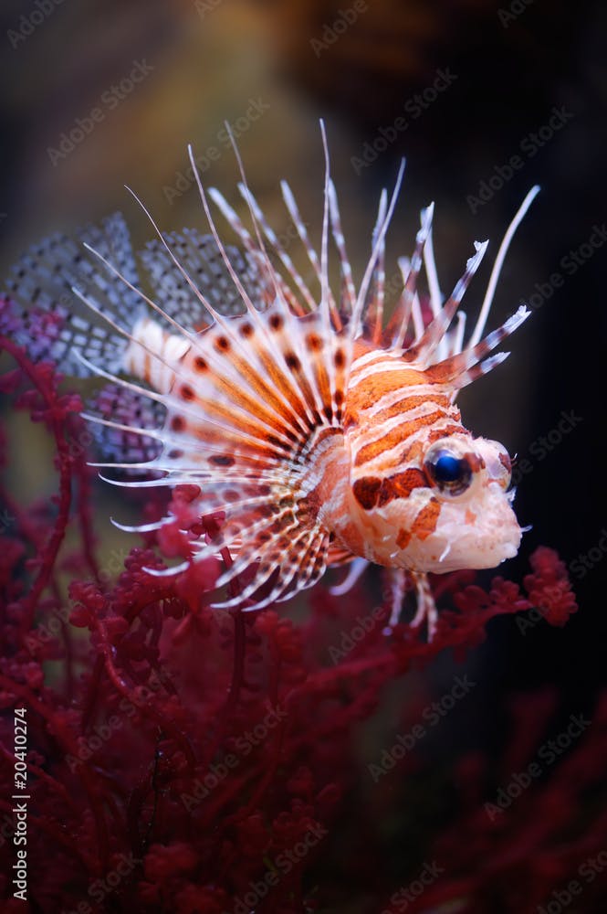 African lionfish · Pterois mombasae · Reeflings Library