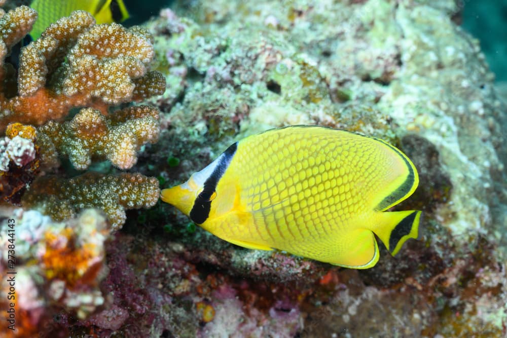 latticed butterflyfish · Chaetodon rafflesii · Reeflings Library