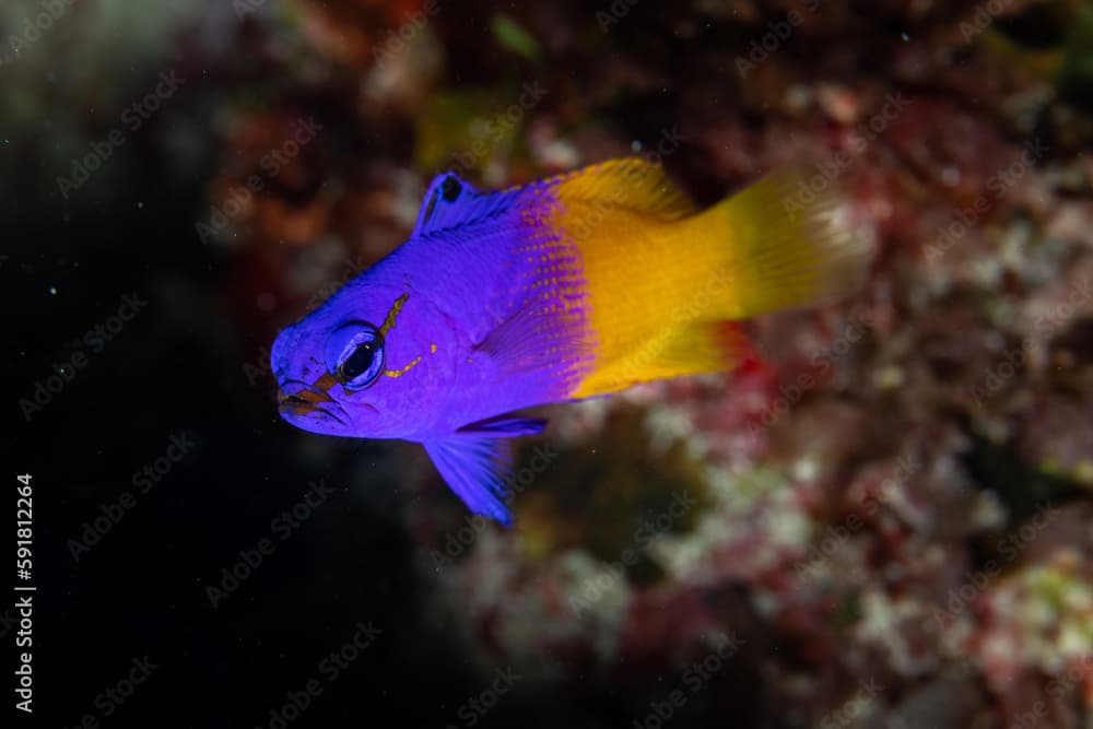 fairy basslet · Gramma loreto · Reeflings Library