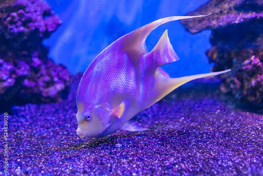 Golden angelfish · Centropyge aurantia · Reeflings Library