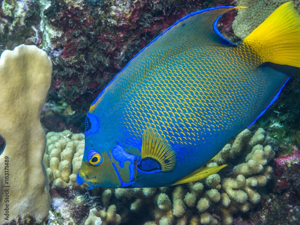 Golden angelfish · Centropyge aurantia · Reeflings Library
