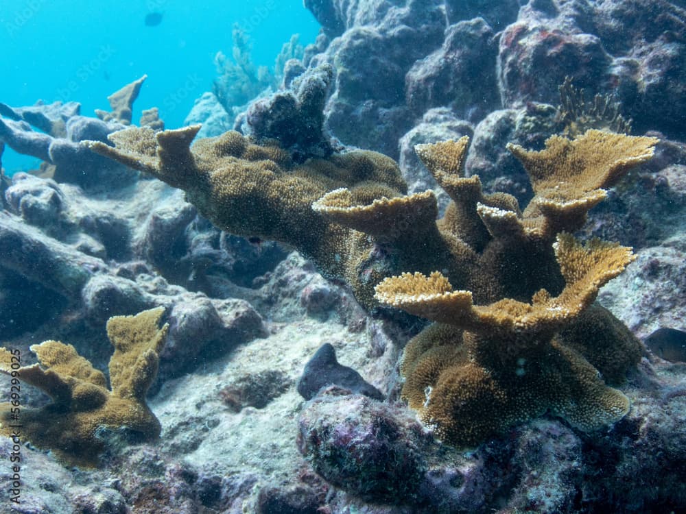 elkhorn coral · Acropora palmata · Reeflings Library