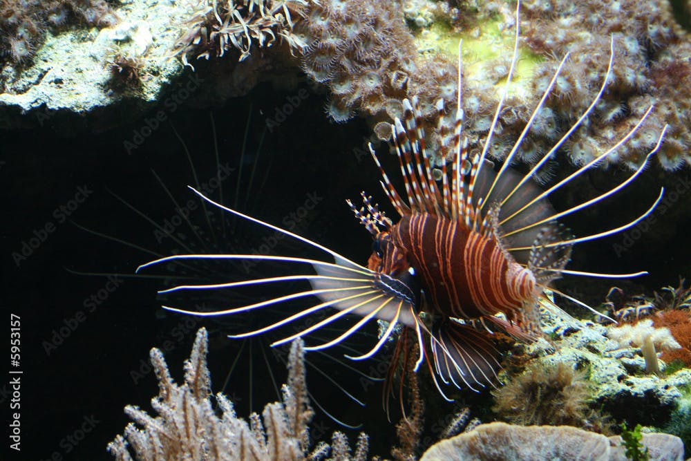 Spotfin lionfish · Pterois antennata · Reeflings Library