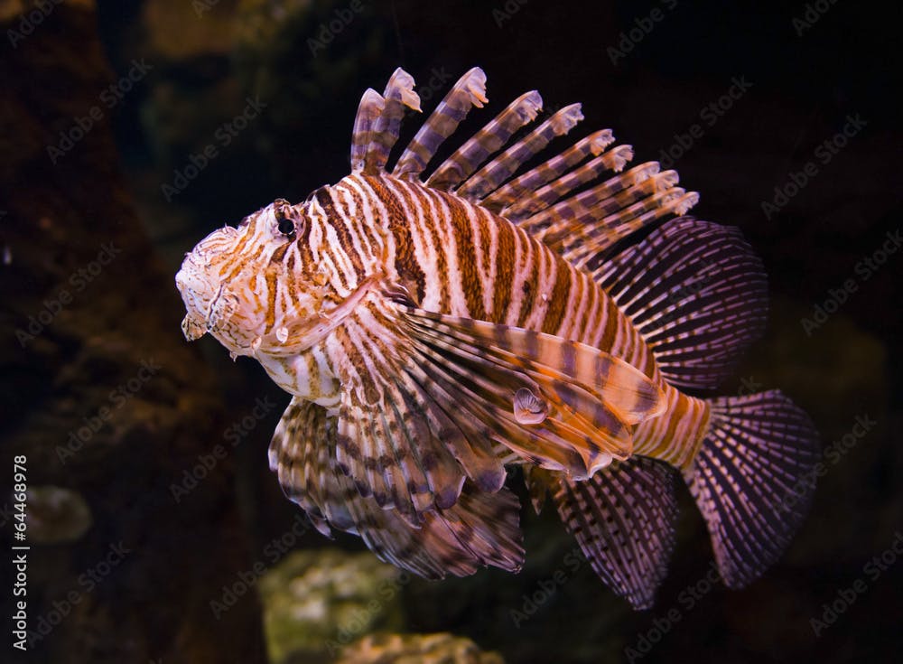 Spotfin lionfish · Pterois antennata · Reeflings Library