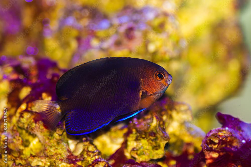 Yellowtail angelfish · Apolemichthys xanthurus · Reeflings Library