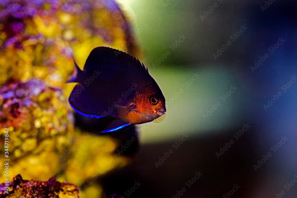 Yellowtail angelfish · Apolemichthys xanthurus · Reeflings Library