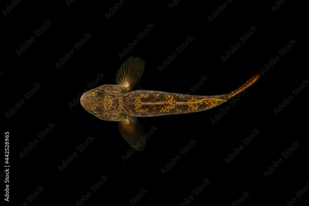 Black coral goby · Bryaninops tigris · Reeflings Library