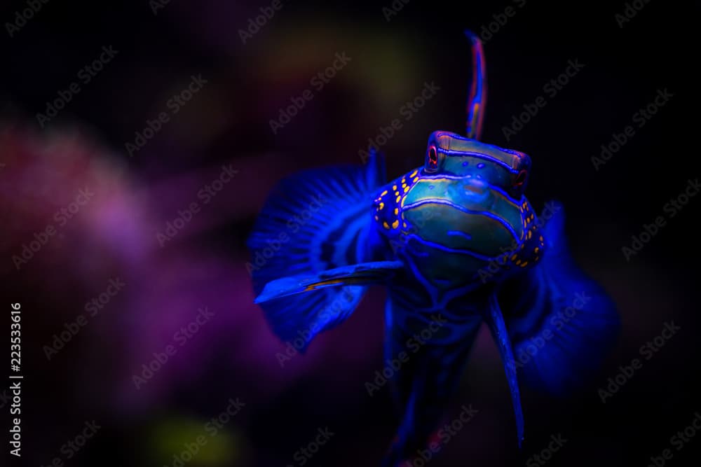 Black coral goby · Bryaninops tigris · Reeflings Library