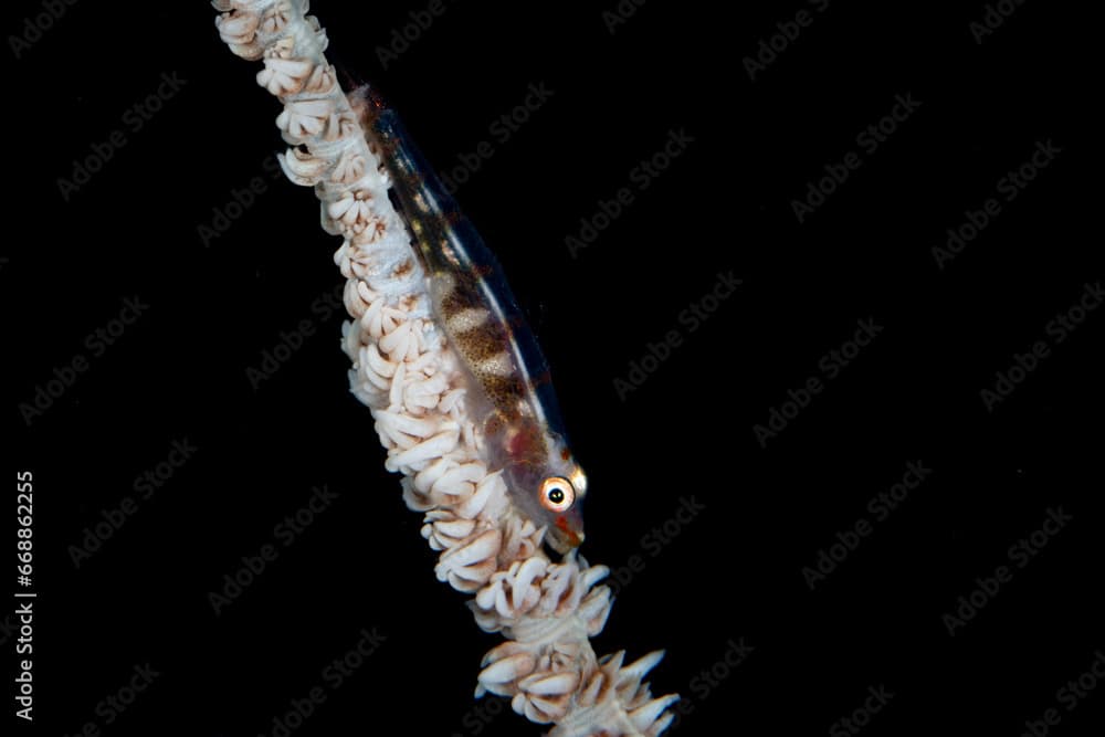 Black coral goby · Bryaninops tigris · Reeflings Library