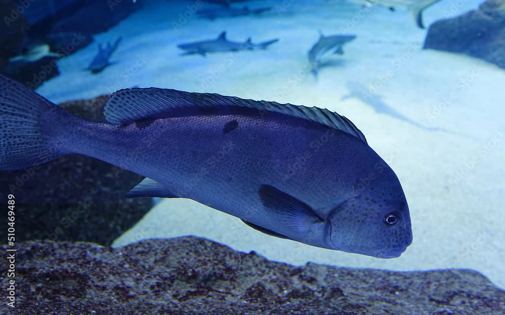 Brownspotted grouper · Epinephelus chlorostigma · Reeflings Library