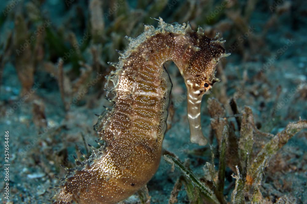 Jayakar's seahorse · Hippocampus jayakari · Reeflings Library