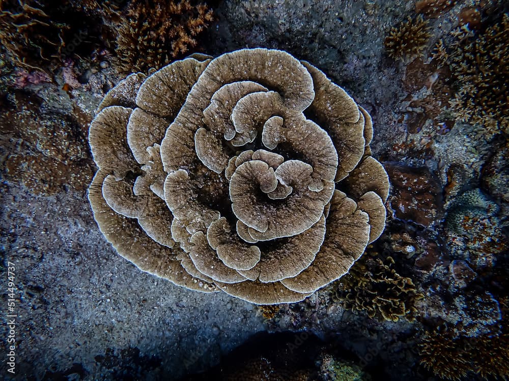 Leaf coral · Pavona frondifera · Reeflings Library