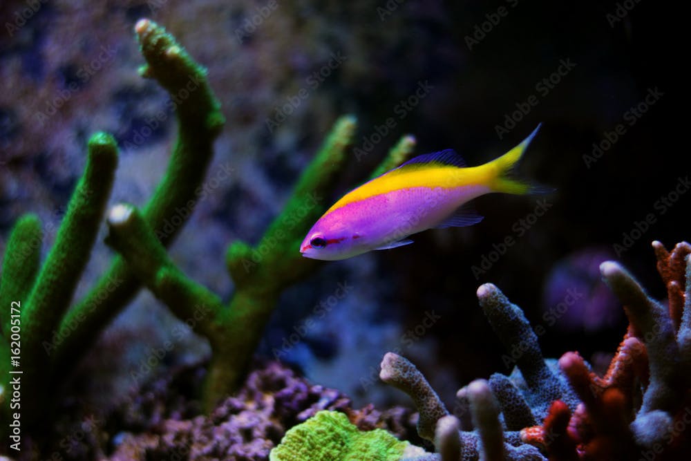 Yellowback anthias · Pseudanthias evansi · Reeflings Library