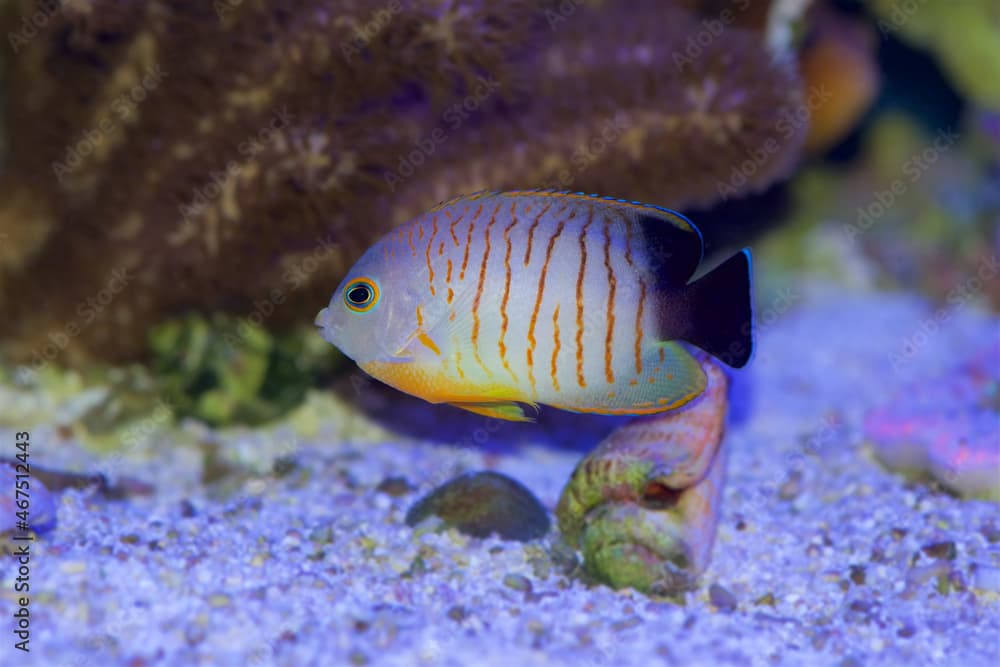 Blacktail angelfish · Centropyge eibli · Reeflings Library