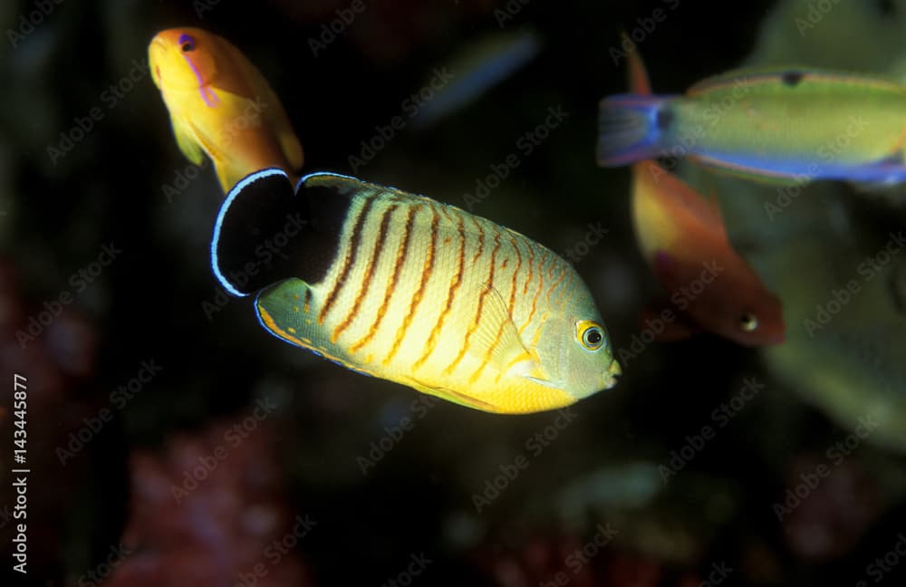 Blacktail angelfish · Centropyge eibli · Reeflings Library