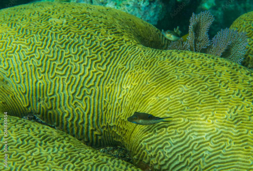 large-grooved brain coral · Colpophyllia natans · Reeflings Library