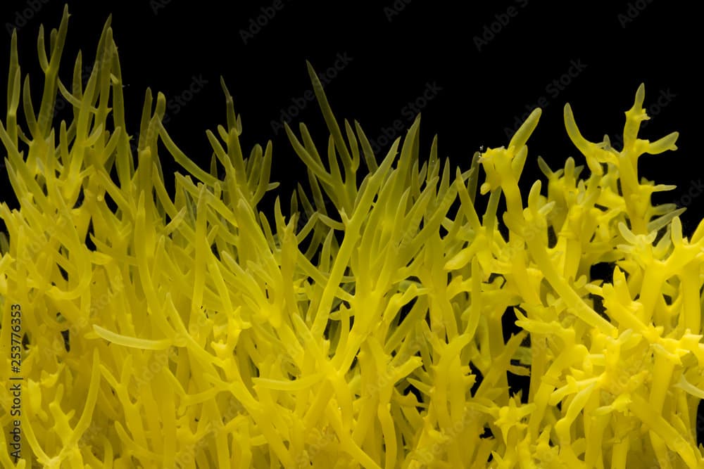 Red Algae · Solieria robusta · Reeflings Library