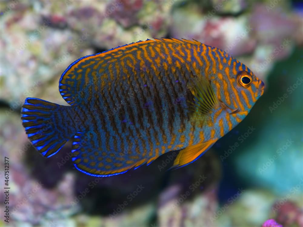 Russet angelfish · Centropyge potteri · Reeflings Library