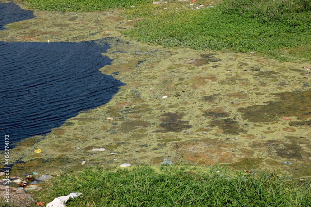 Lime Green Algae · Amphiroa fragilissima · Reeflings Library