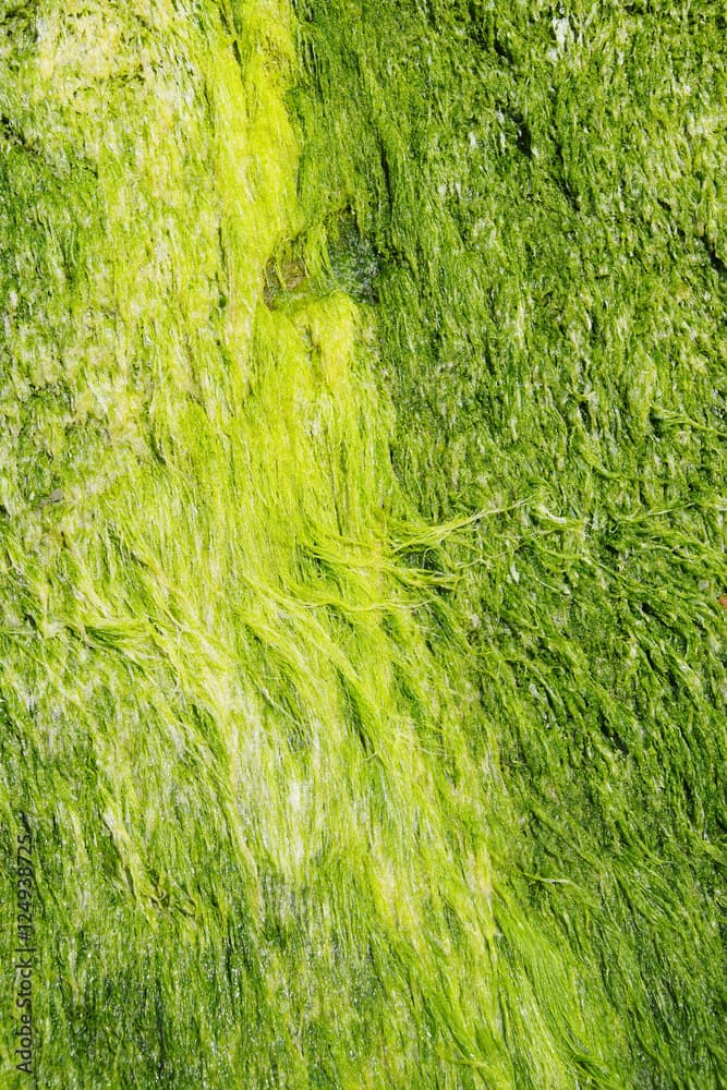 Lime Green Algae · Amphiroa fragilissima · Reeflings Library