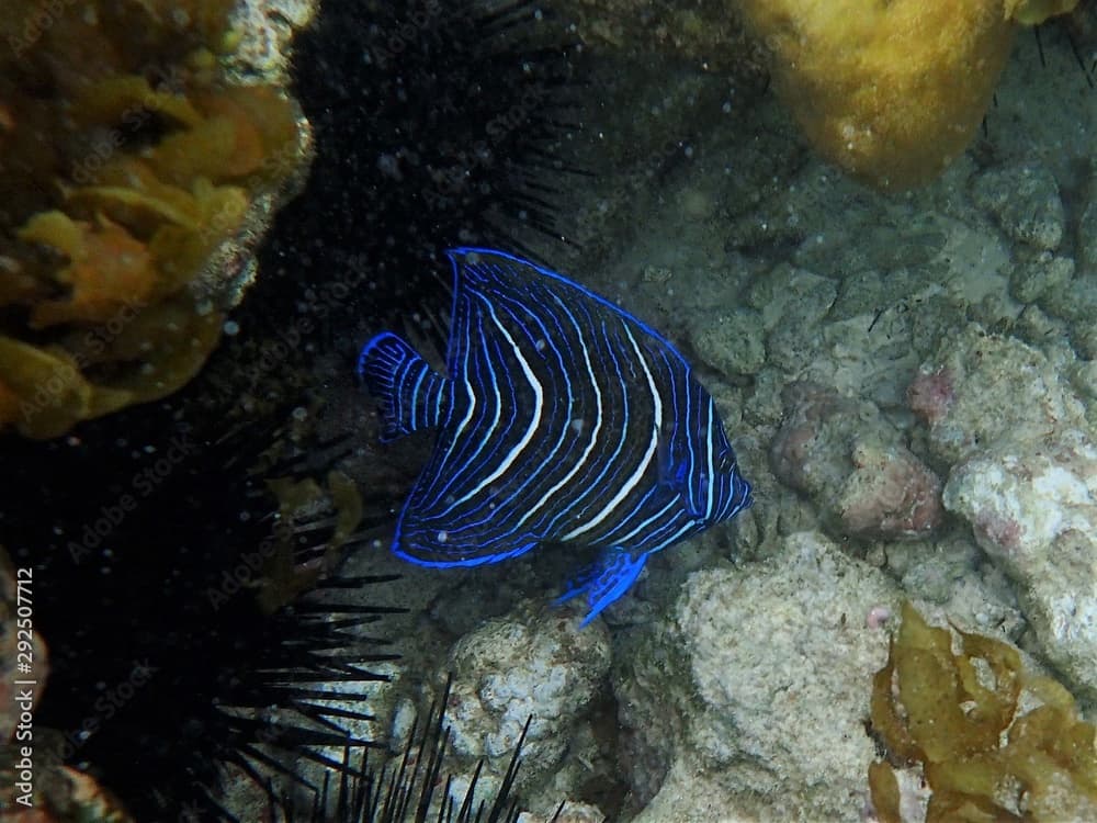 Blue Mauritius angelfish · Centropyge debelius · Reeflings Library
