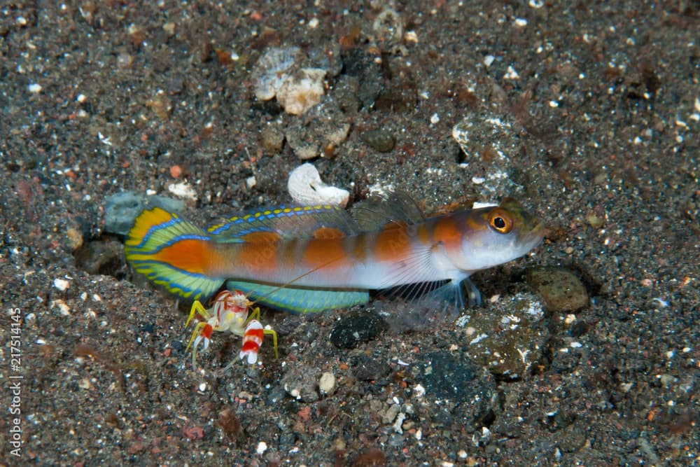 Flag-tail shrimp-goby · Amblyeleotris yanoi · Reeflings Library