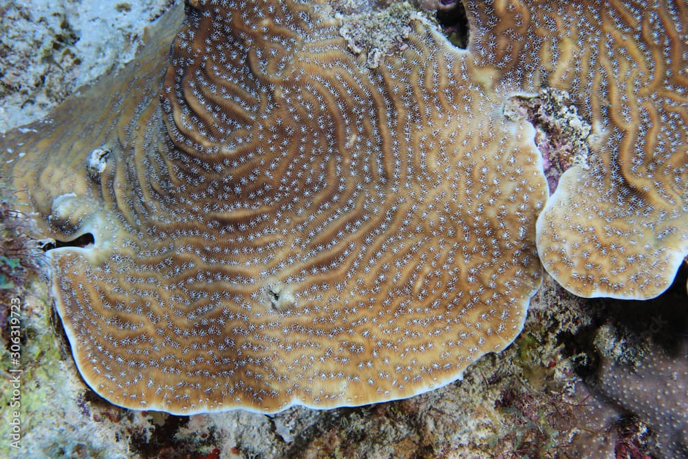 sheet coral · Agaricia lamarcki · Reeflings Library