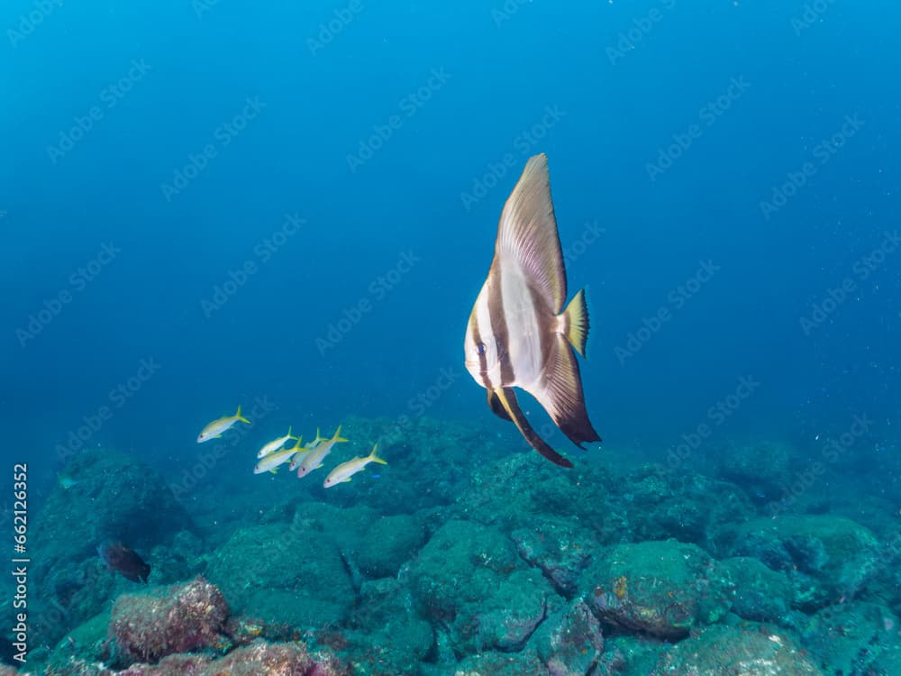 Yellowfin angelfish · Centropyge flavipectoralis · Reeflings Library