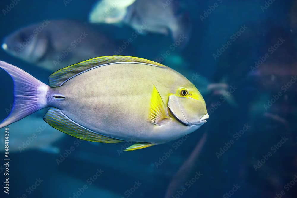 Yellowfin angelfish · Centropyge flavipectoralis · Reeflings Library